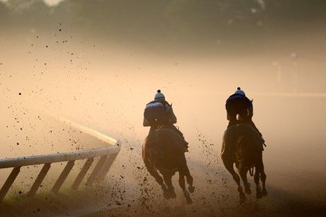 Horse, Greyhound & Animal Needs | Equine Solutions